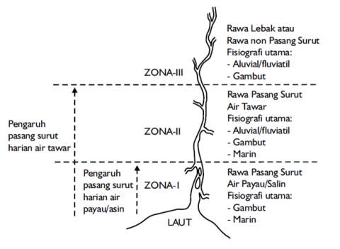 Apa Itu Lahan Rawa Pasang Surut? - Sitibecik