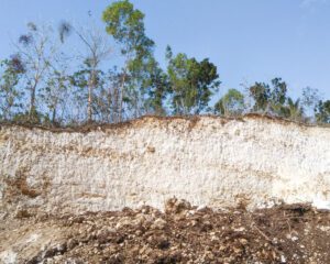 Apa Itu Lahan Rawa Pasang Surut? - Sitibecik